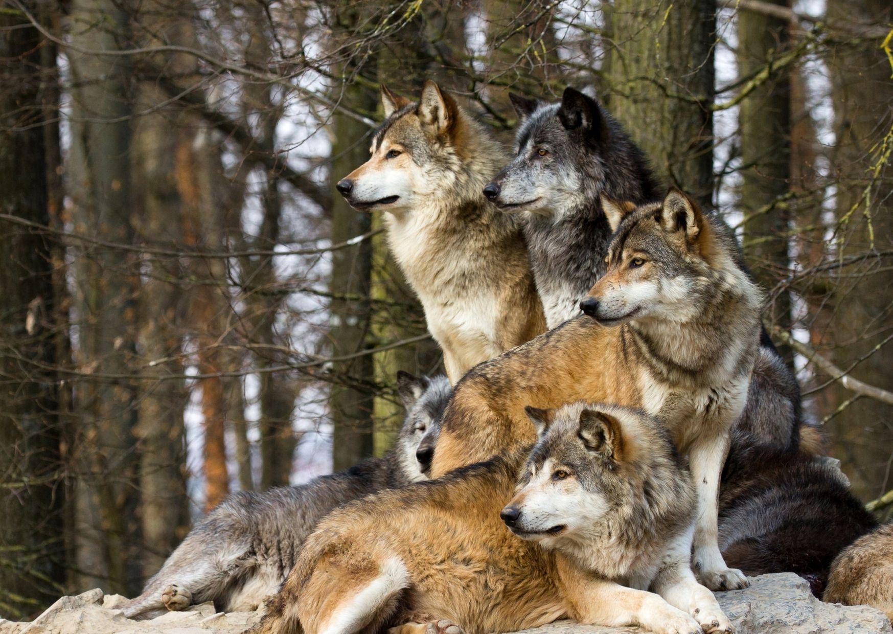 Doble Curso de Educador e Intérprete Forestal + Técnico de Educación ...